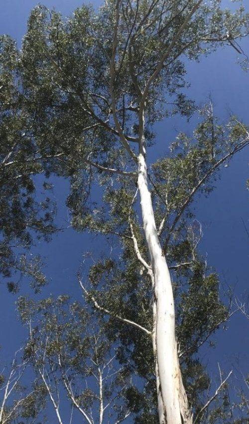 Tree Care – Tree Lopping Logan Co